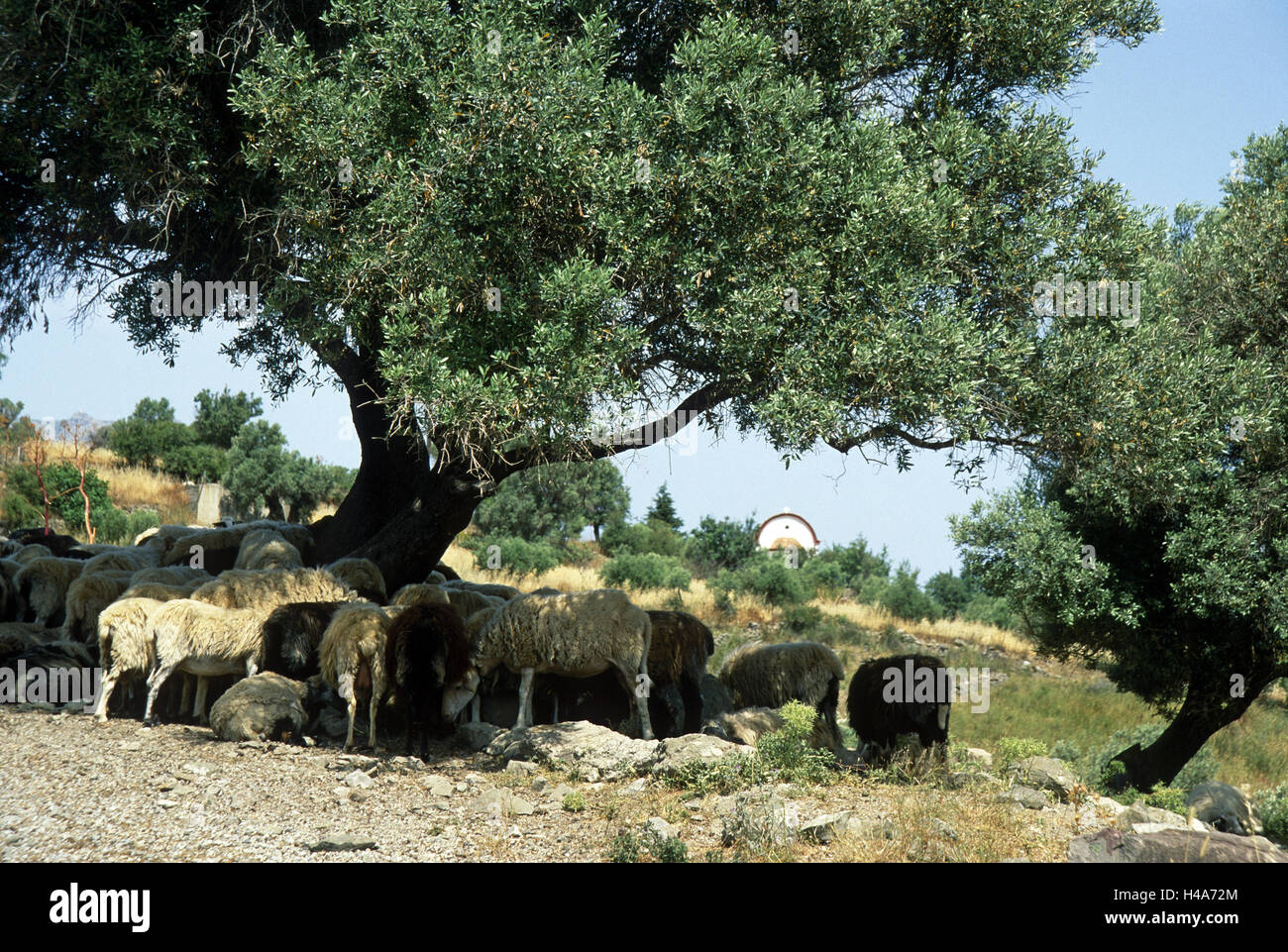 Olive tree sheep hi-res stock photography and images - Alamy