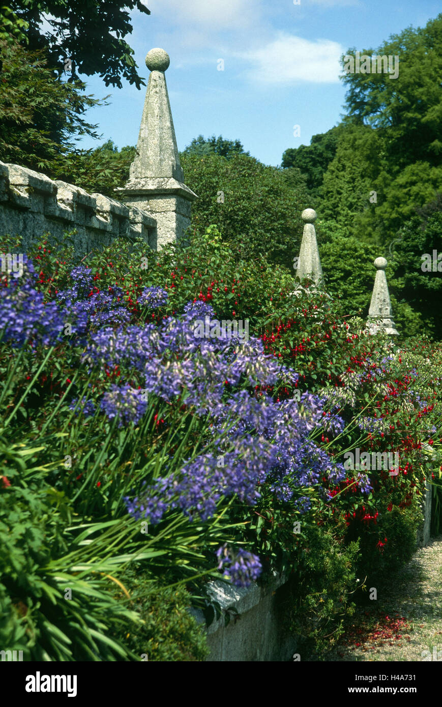 Cornwall wall flowers hi-res stock photography and images - Alamy
