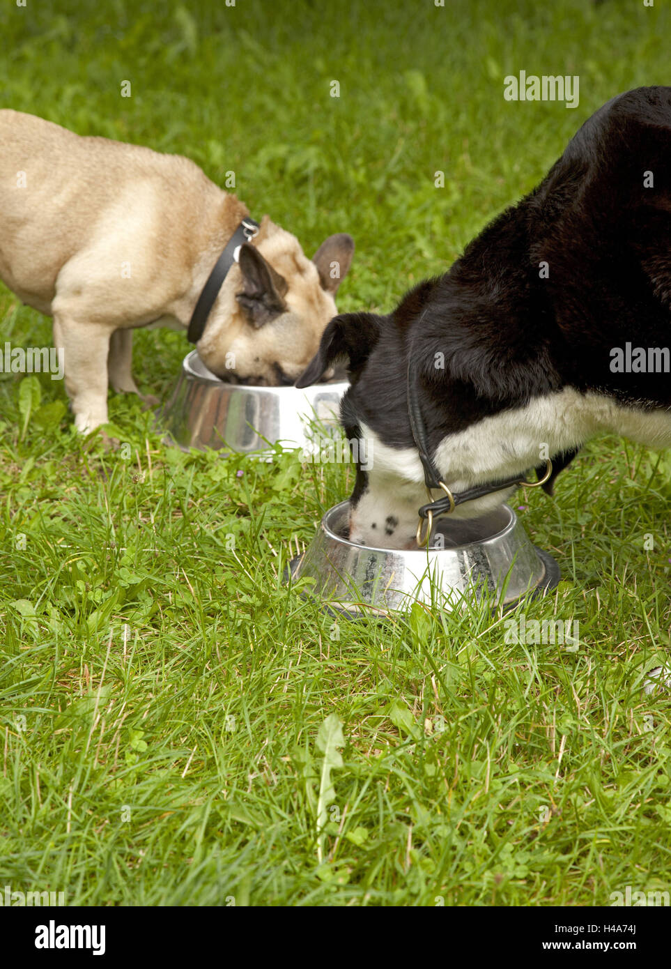 Pets, dogs, eating Stock Photo - Alamy