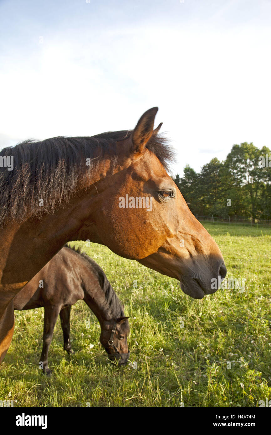 Horses, meadow, portrait, side view Stock Photo - Alamy