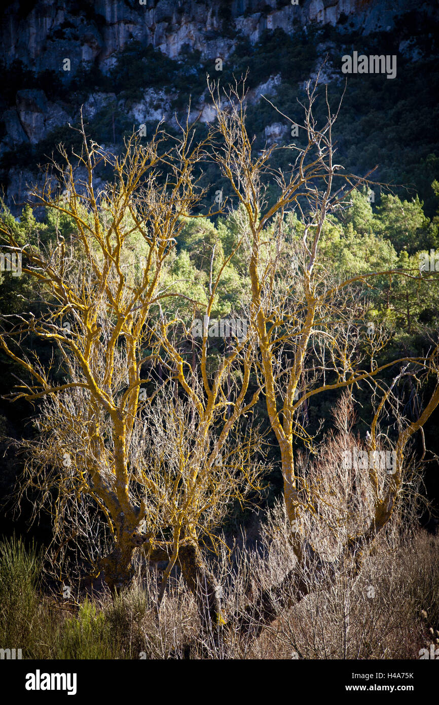 nature, trees, vegetation, Montagnes de Prades, province Tarragona ...