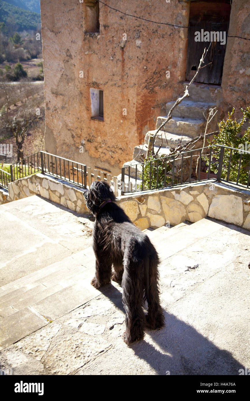 Dog in village farena hi-res stock photography and images - Alamy