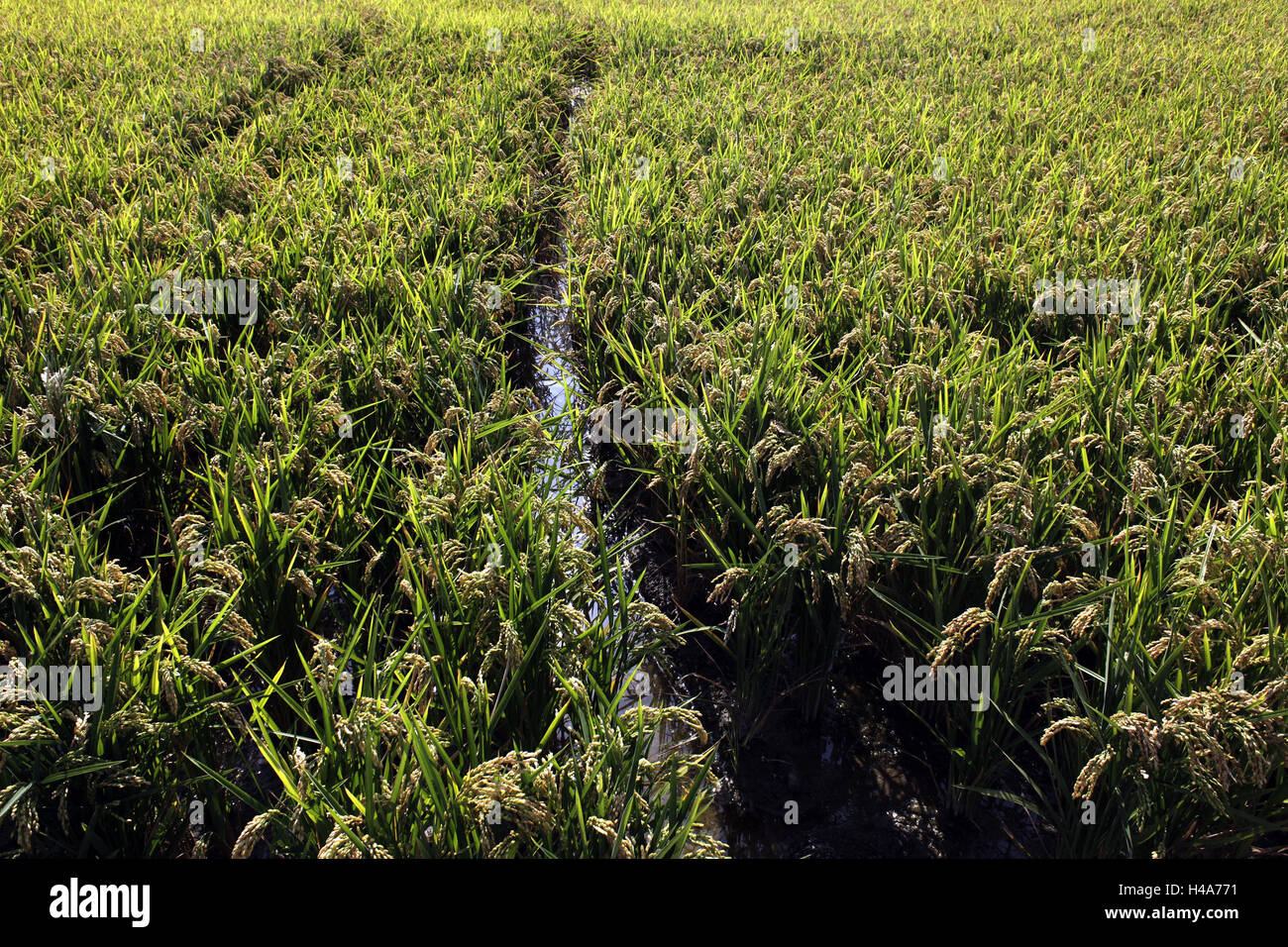 Spain, the Balearic Islands, Albufera, rice field Stock Photo - Alamy