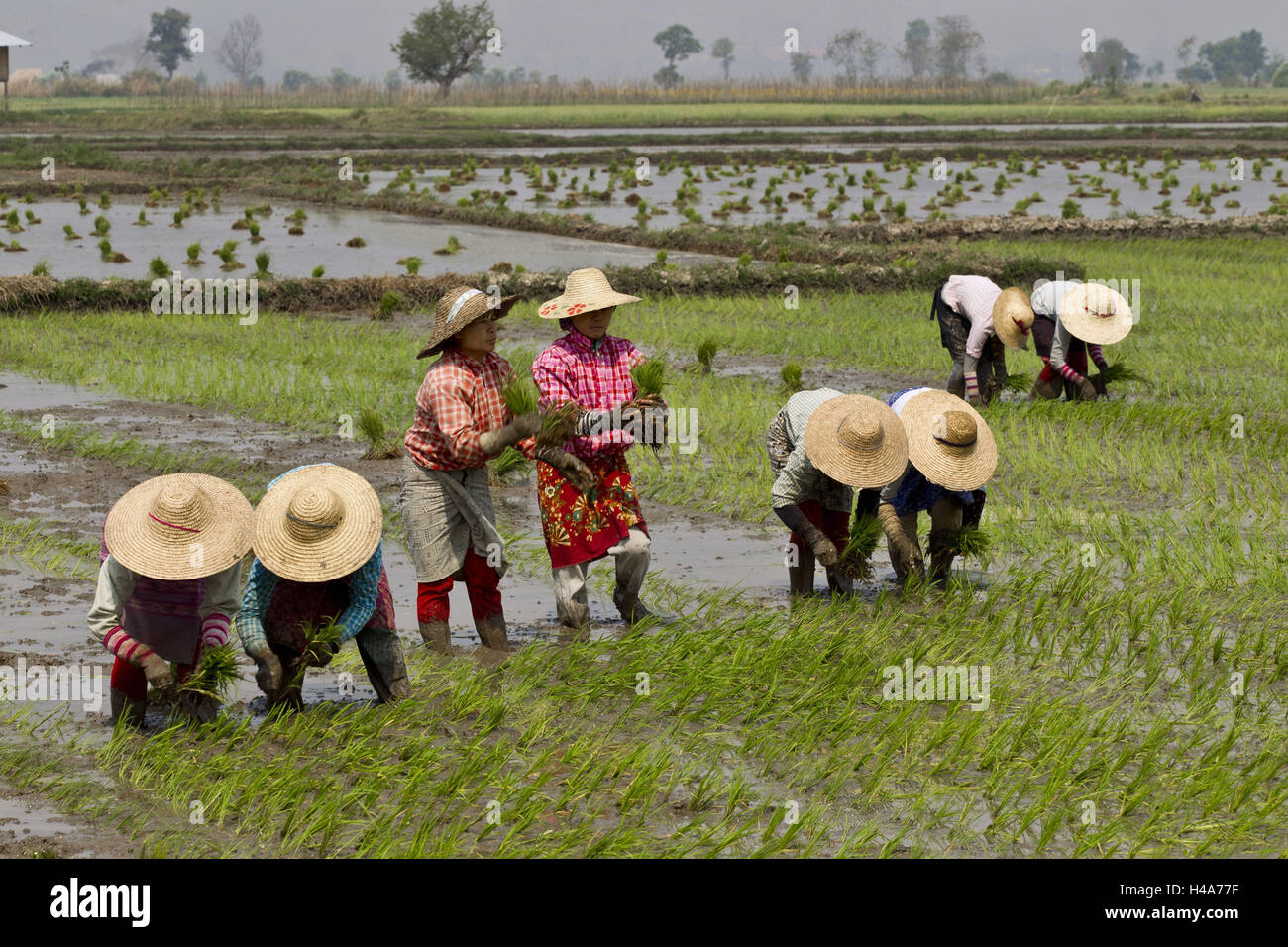 Myanmar, Shan state, region Inle lake, Samkar region, growing of Trip ...