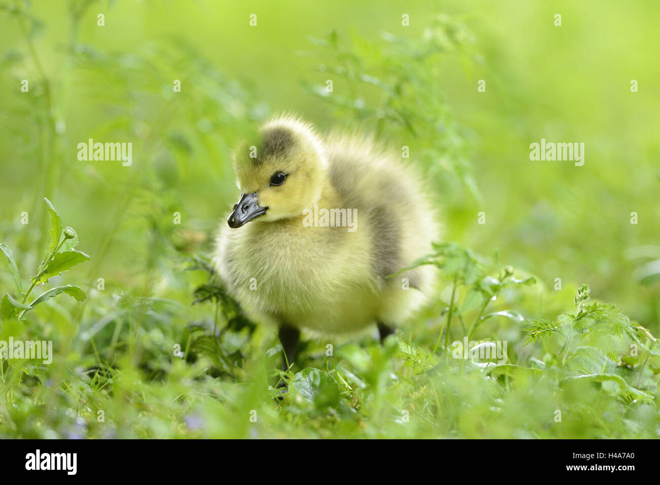 Canada goose, Branta canadensis, chick, meadow, front view, standing ...