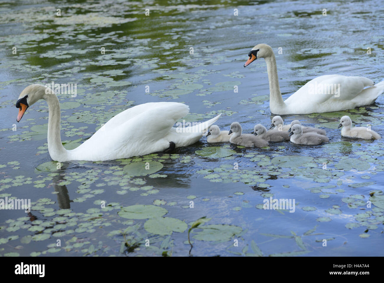 Hump swans, Cygnus olor, alto birds, chicks, water, at the side, swim ...