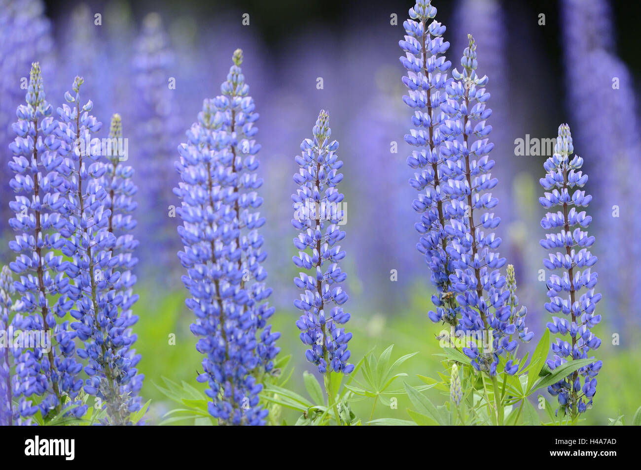 Blue lupin, Lupinus angustifolius, blossom Stock Photo - Alamy