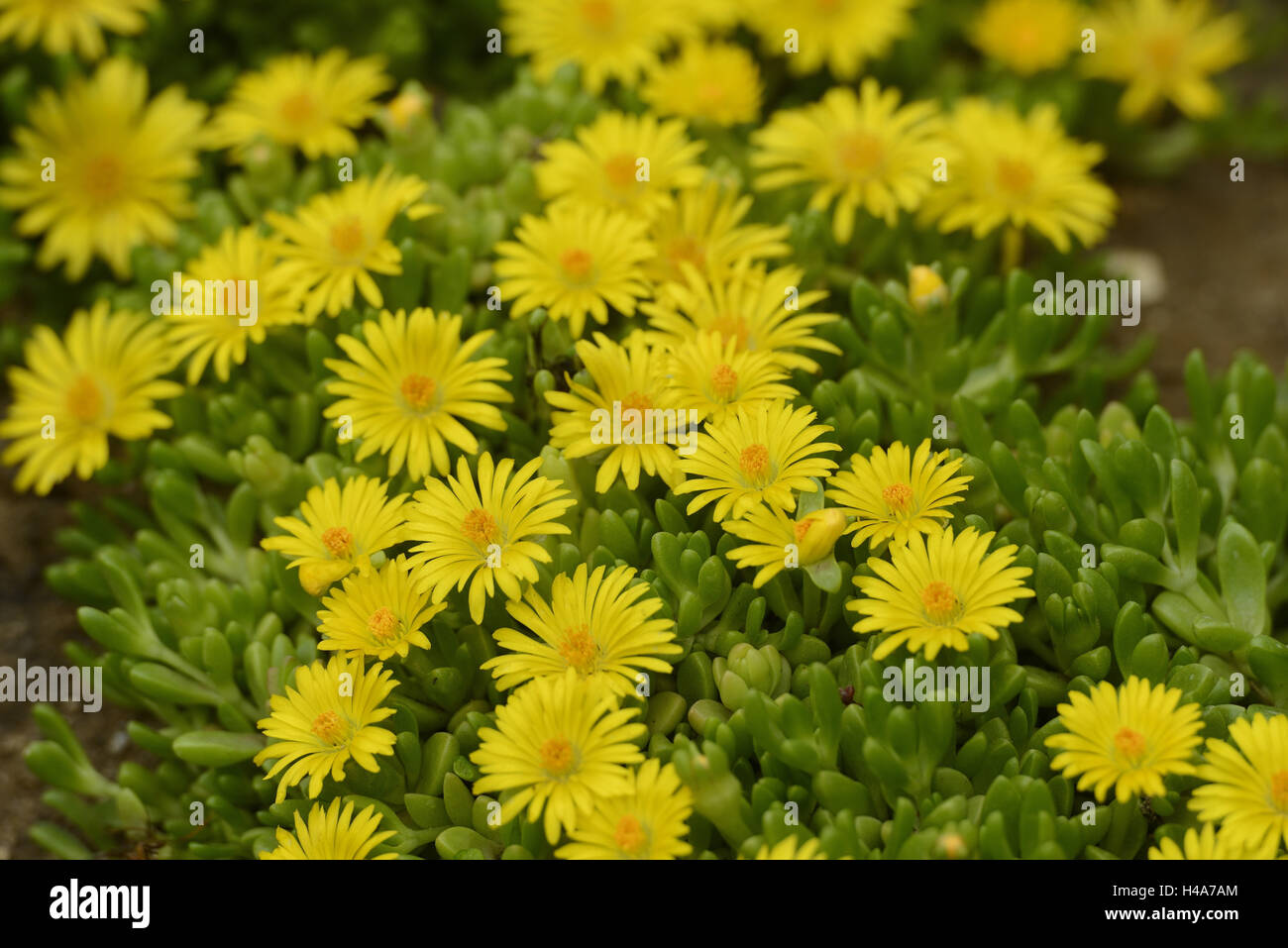Delosperma flower hi-res stock photography and images - Alamy