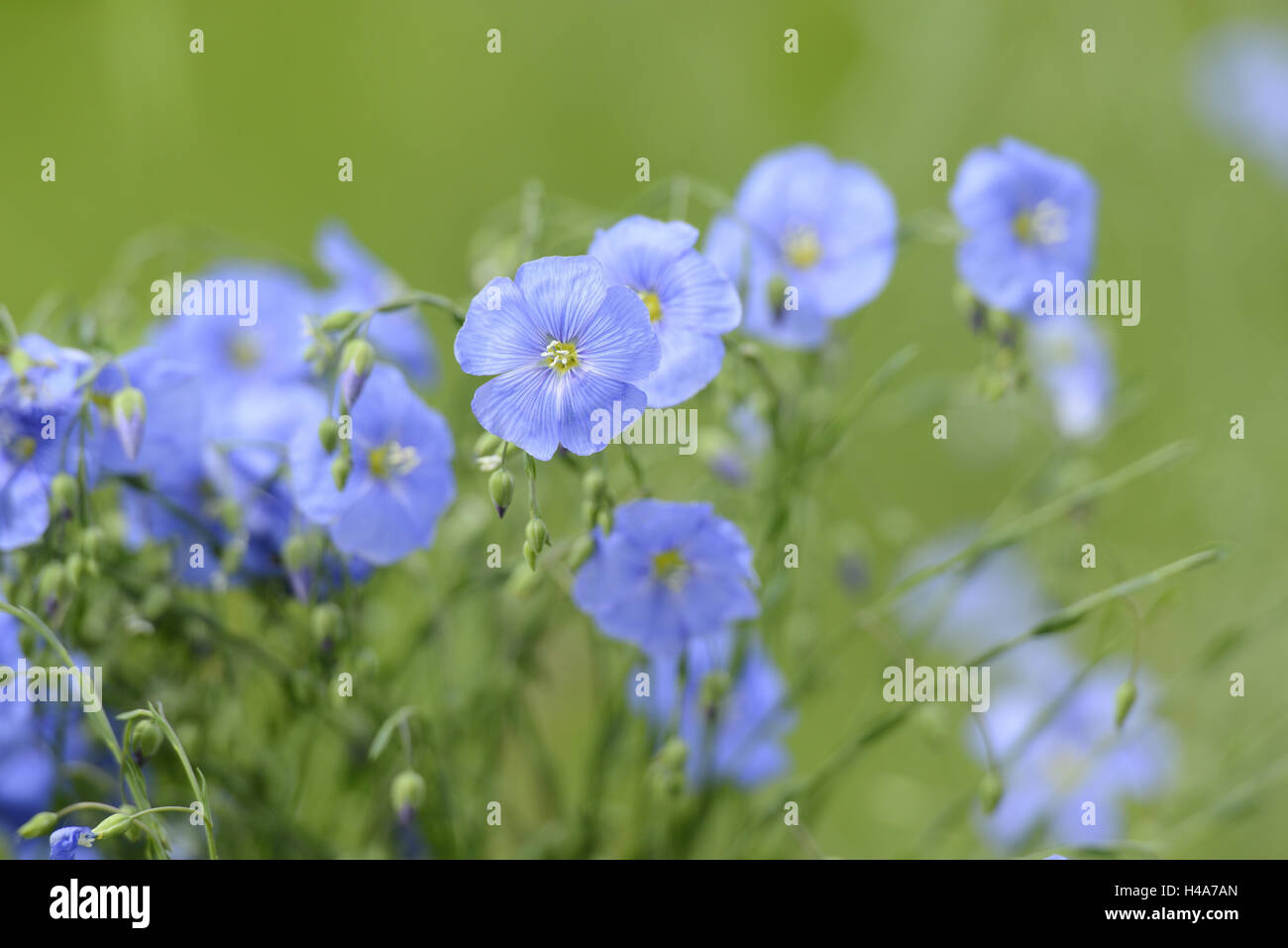 Lein hi-res stock photography and images - Alamy