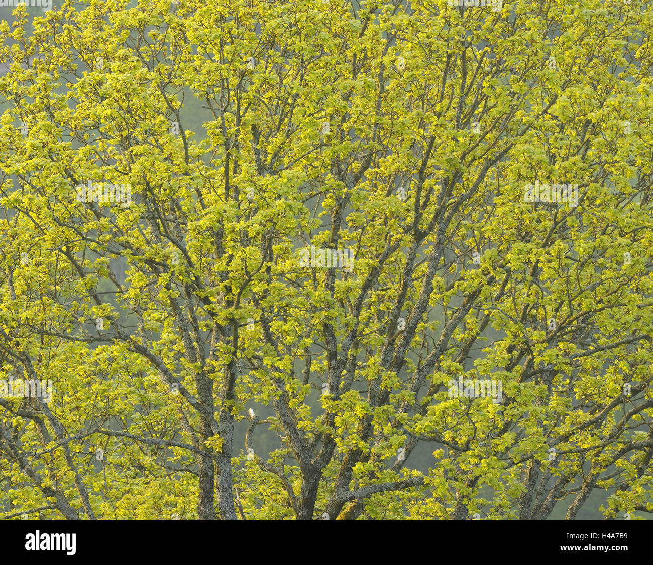 Oak, Quercus, tree top Stock Photo - Alamy