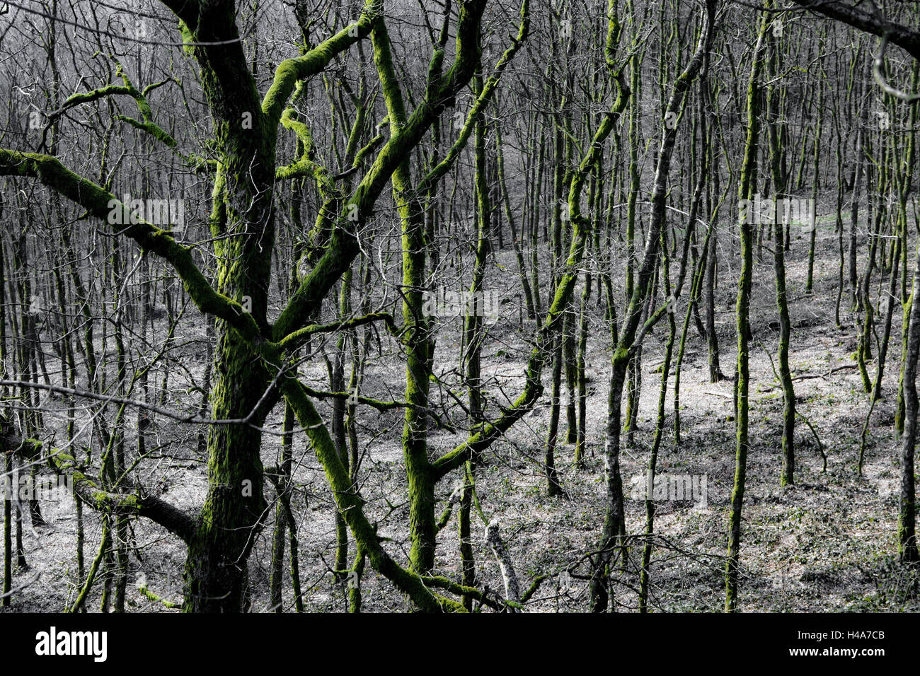 bald deciduous forest, moss Stock Photo - Alamy