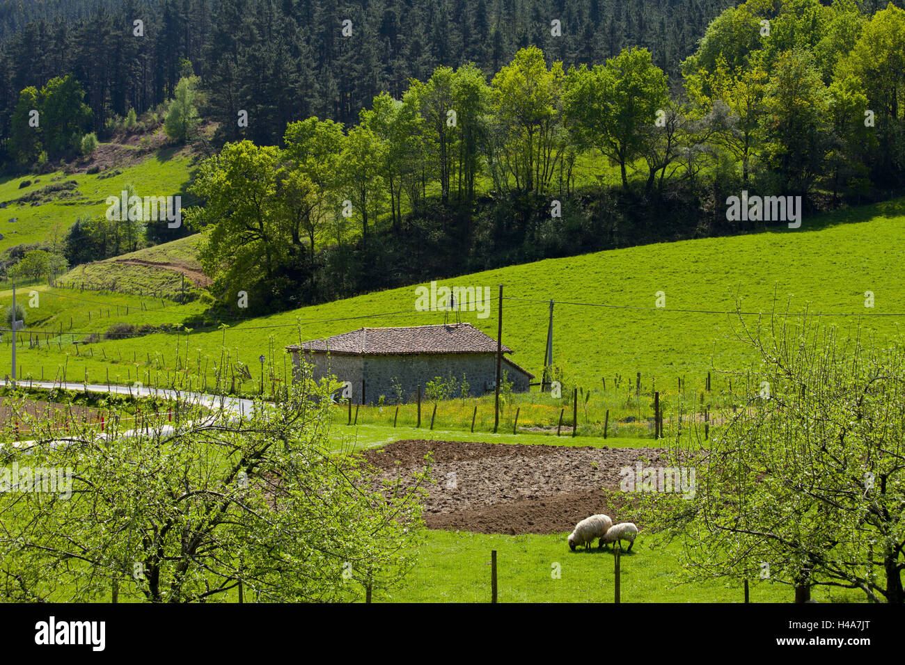 Fields in the province of Guipuzcoa, the Basque Provinces, Spain Stock ...