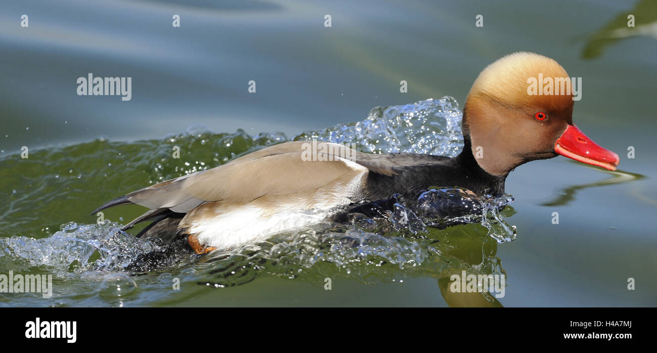 Flask duck hi-res stock photography and images - Alamy