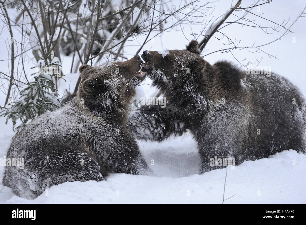 Brown bears, at the side, fight, winter, snow, national park, great ...