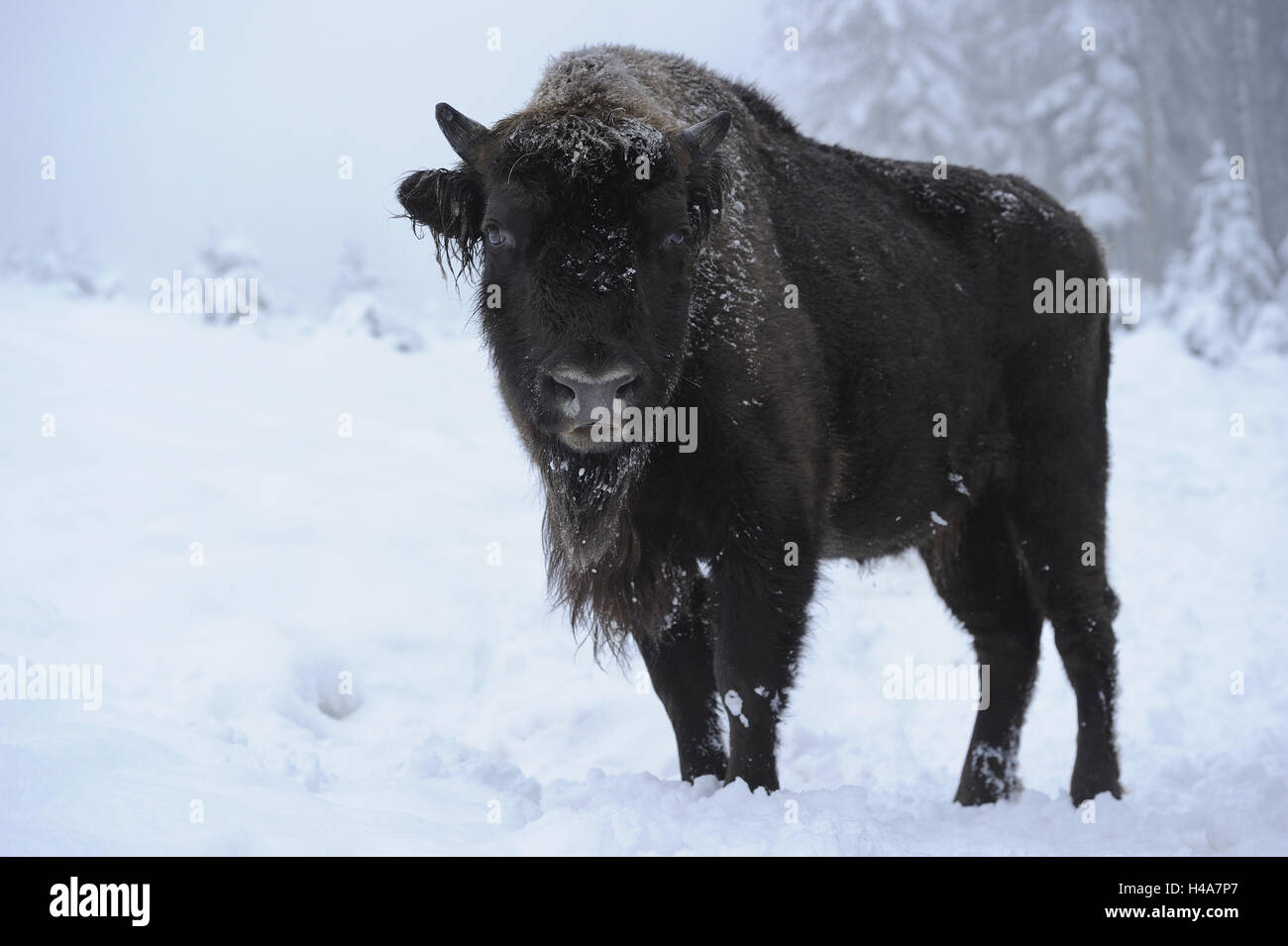 Bison, young animal, view camera, winter, medium close-up, national ...
