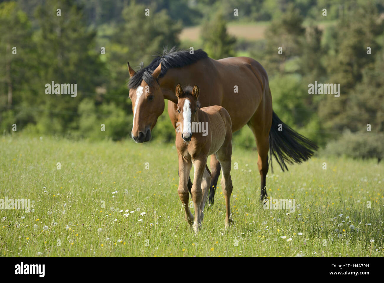 Horse, foal, meadow, front view, running, looking at camera, landscape ...