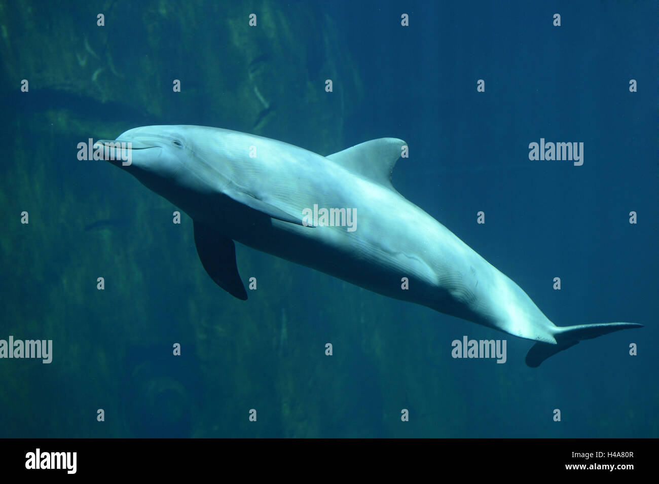 Common bottlenose dolphin, Tursiops truncatus, water, side view ...