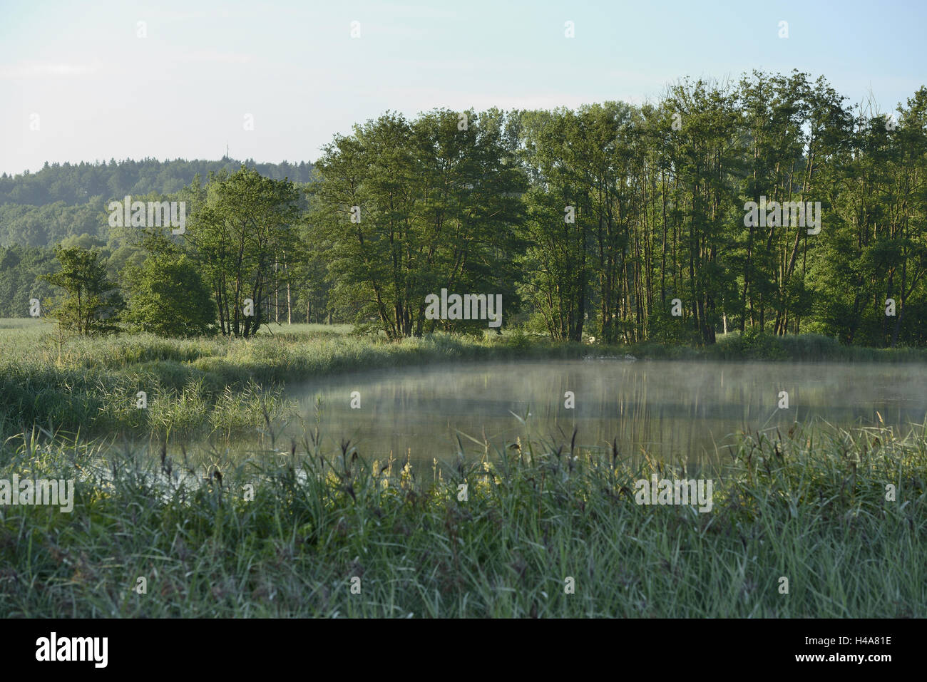 Scenery, mirroring, lake, haze, fog Stock Photo - Alamy