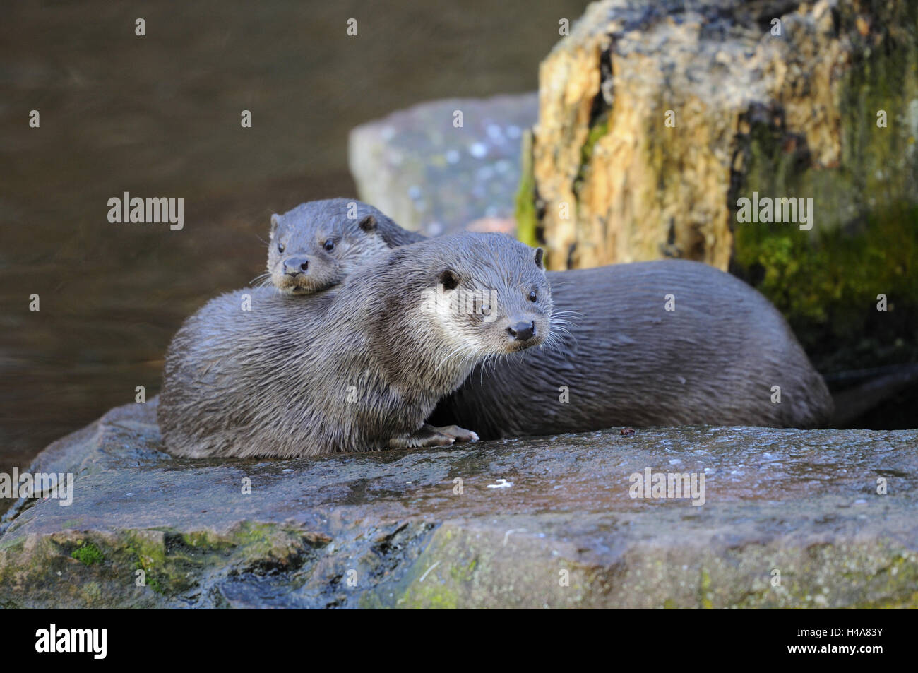 To otters, rest, rocks, stone, lie, cuddle to vipers, marten, doggy ...