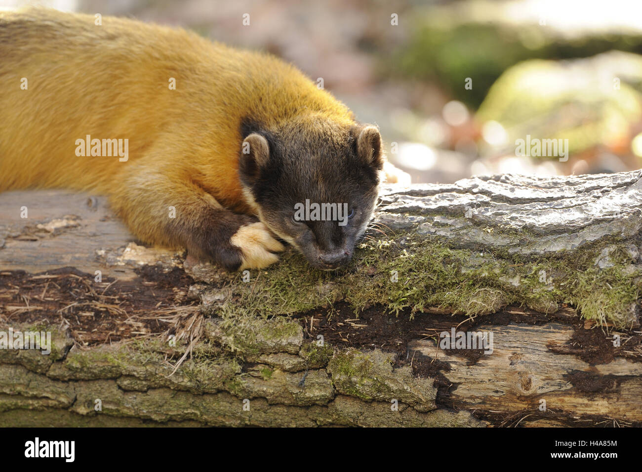 Coloured martens, trunk, lie, rest marten, predator, land predator ...