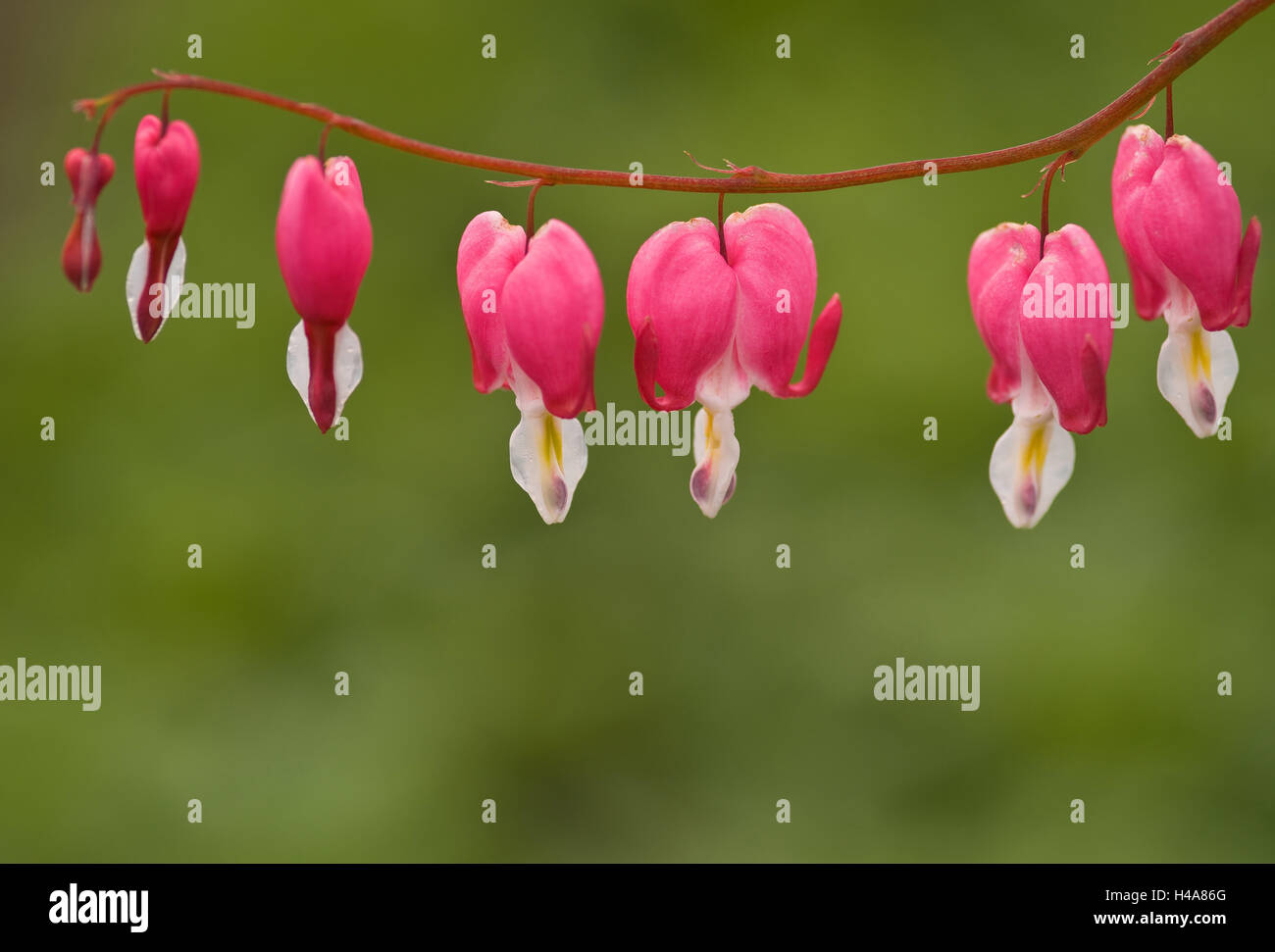 Bichrome heart flower hi-res stock photography and images - Alamy
