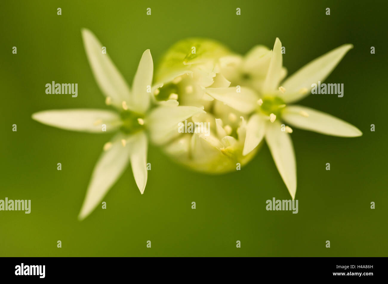 Wild garlic blossoms, close up Stock Photo - Alamy