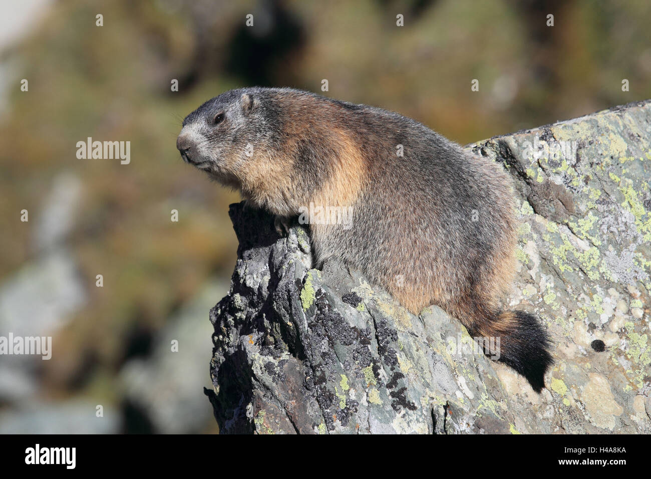 Alp groundhog hi-res stock photography and images - Alamy