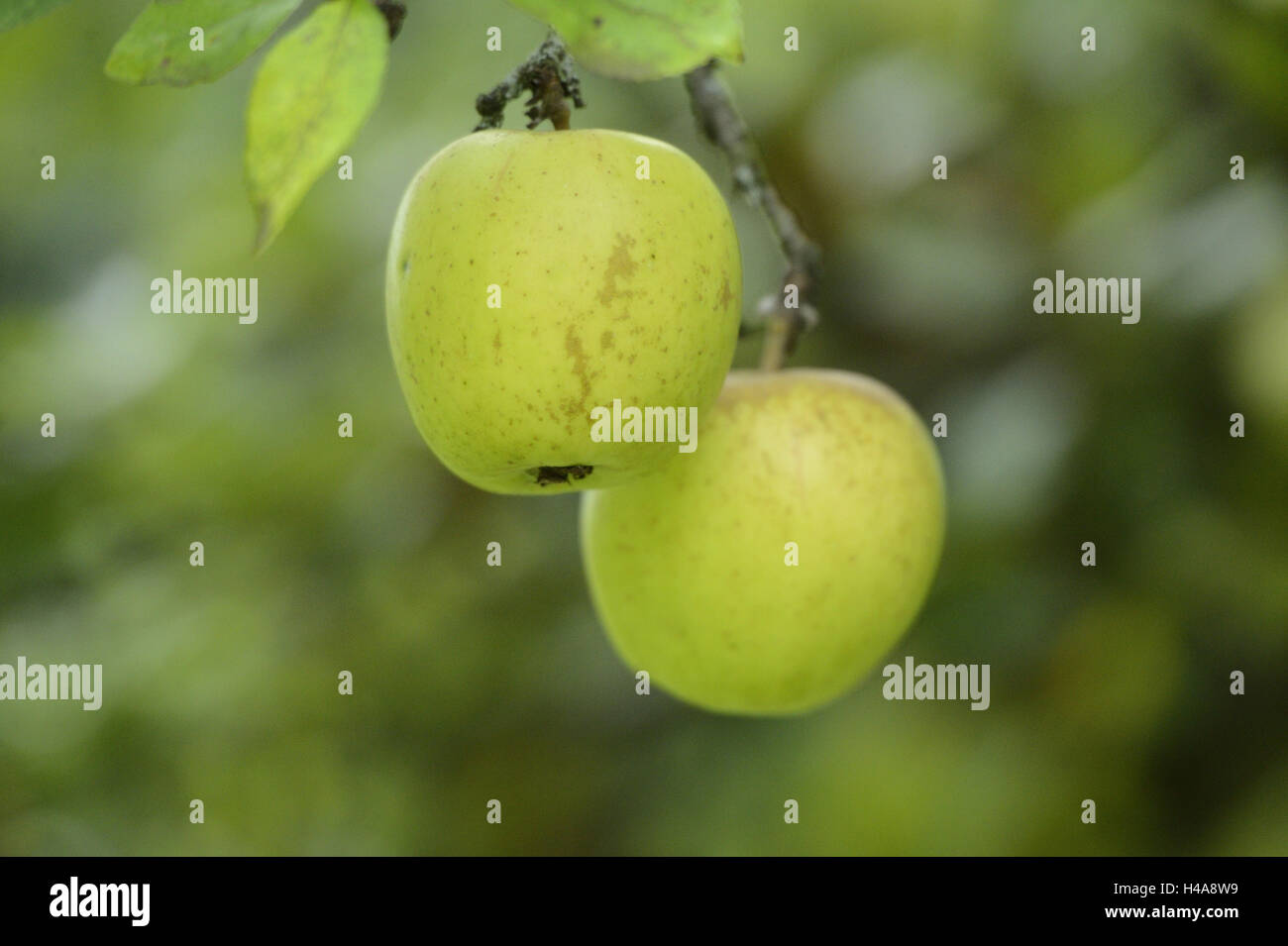 Cultural apples, Malus domestica, Pyrus malus, branch, hang Stock Photo ...