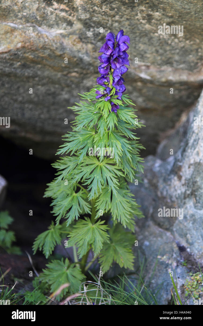 Monks hood flower hi-res stock photography and images - Alamy