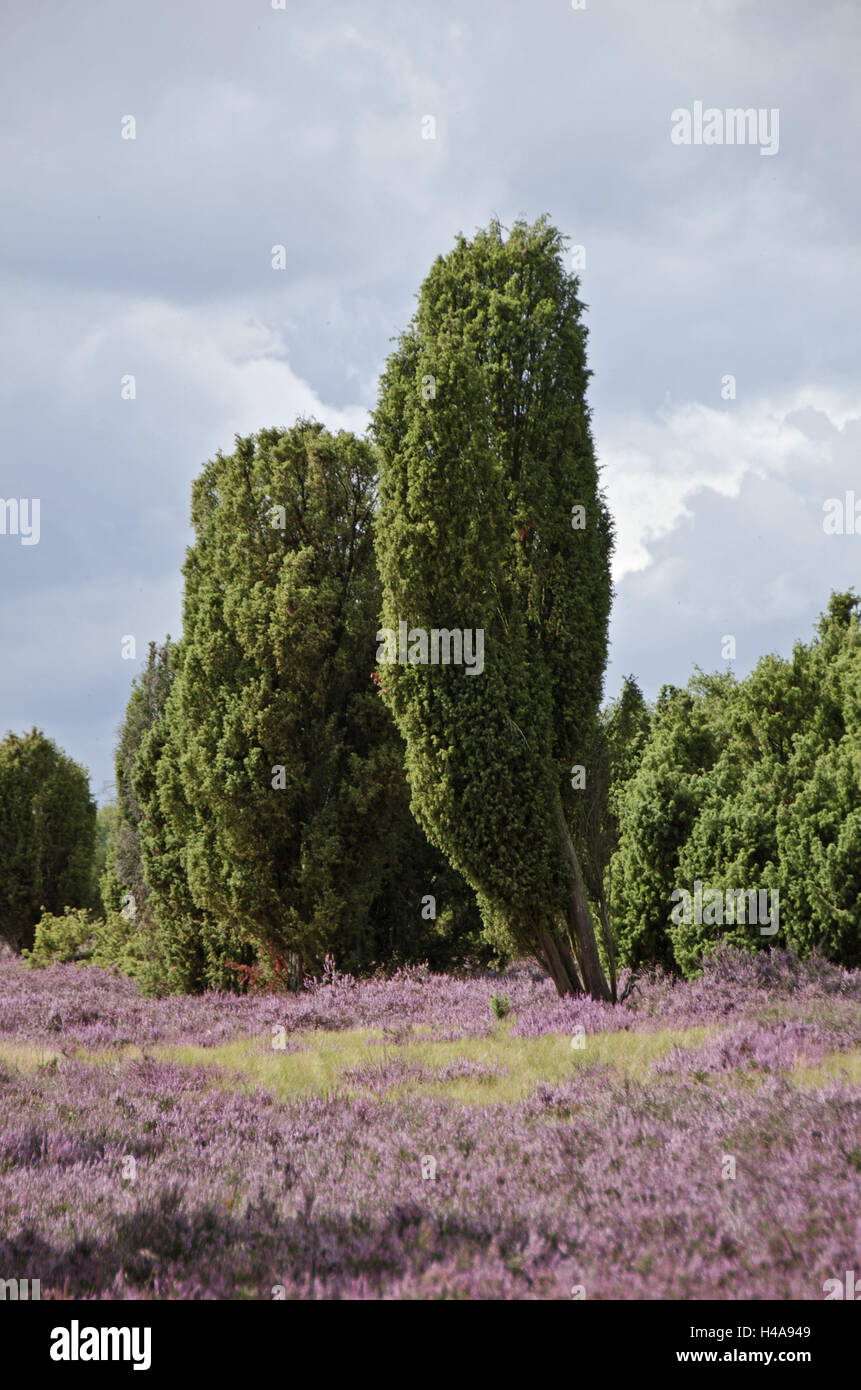 Heiliger hain hi-res stock photography and images - Alamy