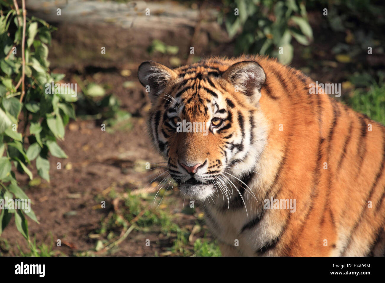 Siberian mammal hi-res stock photography and images - Alamy