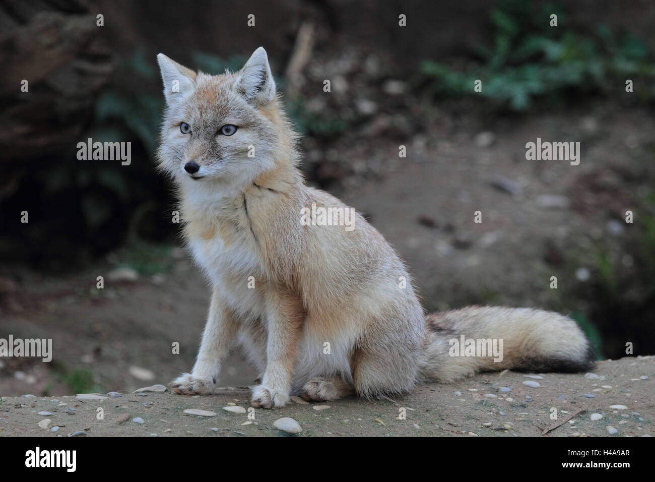 Seated fox hi-res stock photography and images - Alamy