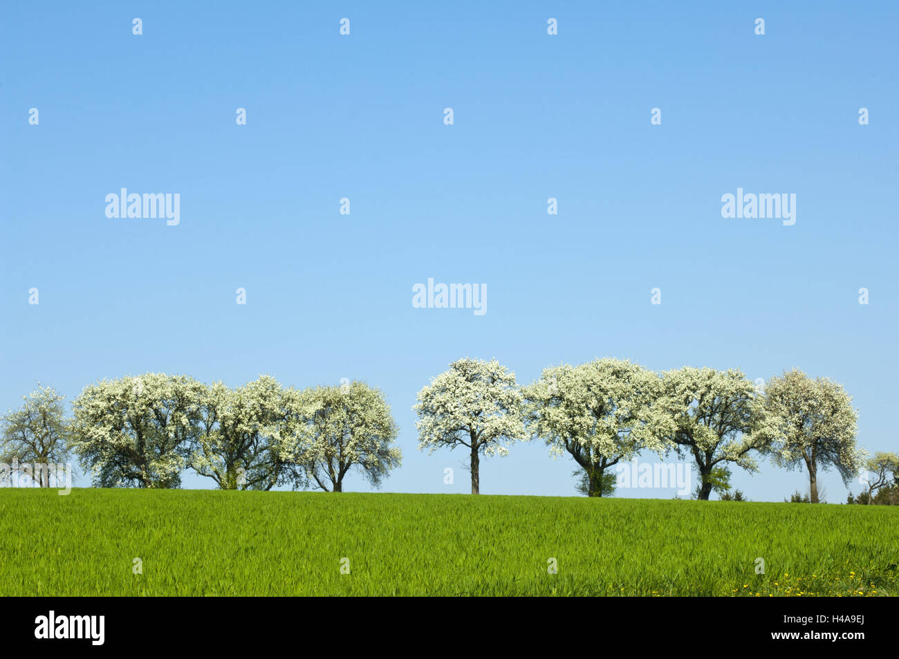 Austria, Lower Austria, fruit juice fourth, fruit-tree blossom Stock ...