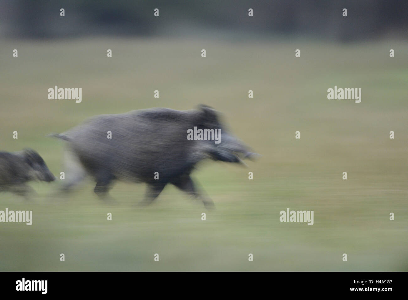 Wild boar, Sus scrofa, clearing, running, side view, motion blur Stock ...