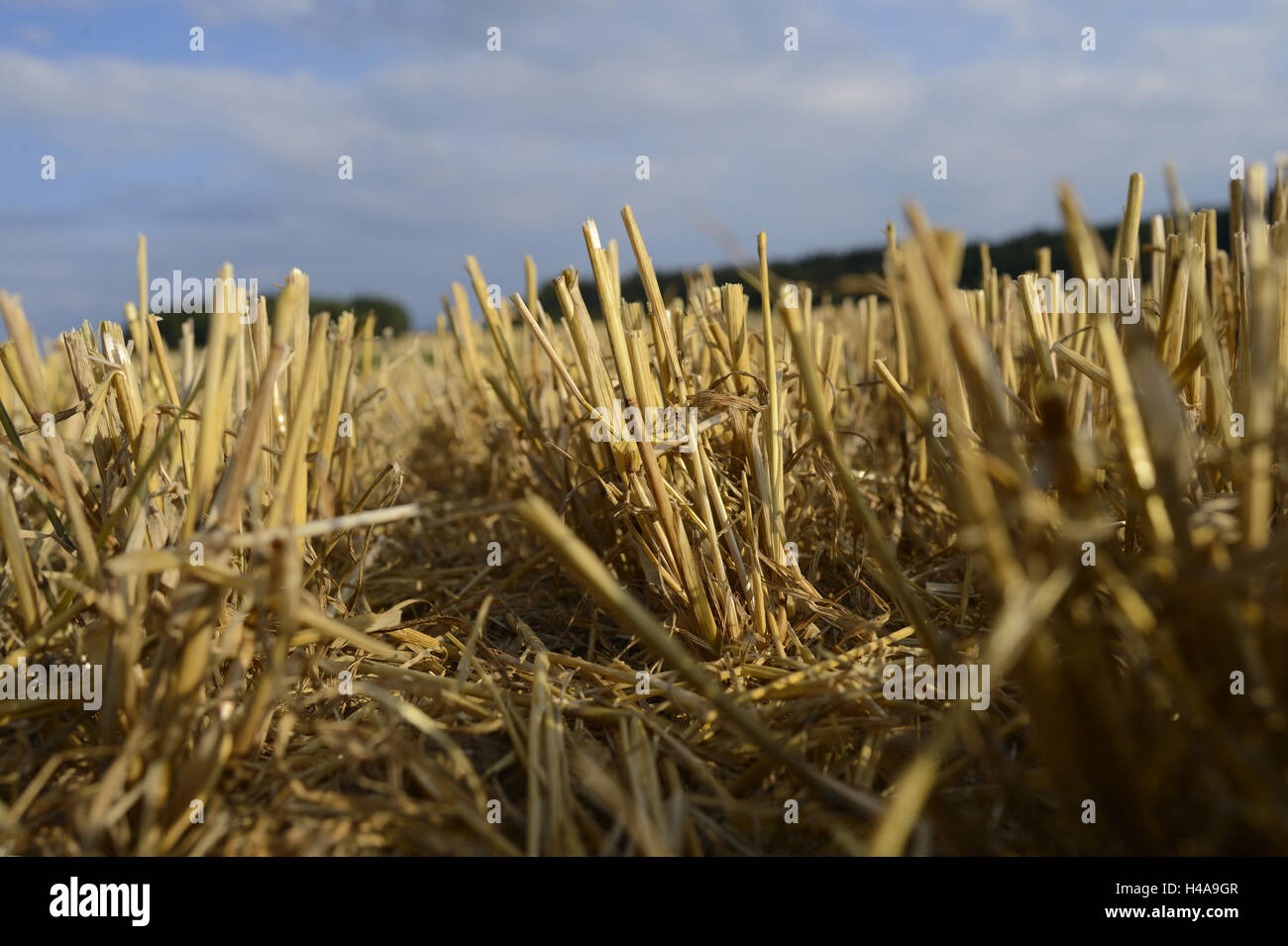 Scenery, grain-field, harvested, close up Stock Photo - Alamy