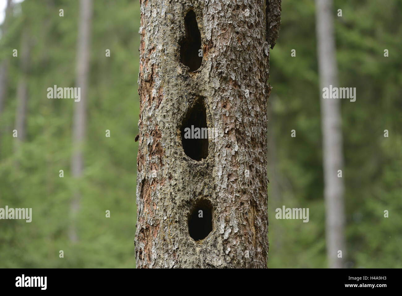 Spruce, Picea abies, trunk, medium close-up Stock Photo - Alamy