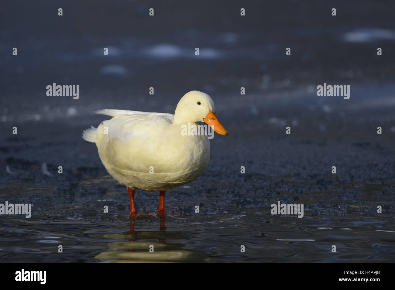 Peking duck, house duck, duck, white, water, E sharp, stands, head-on ...