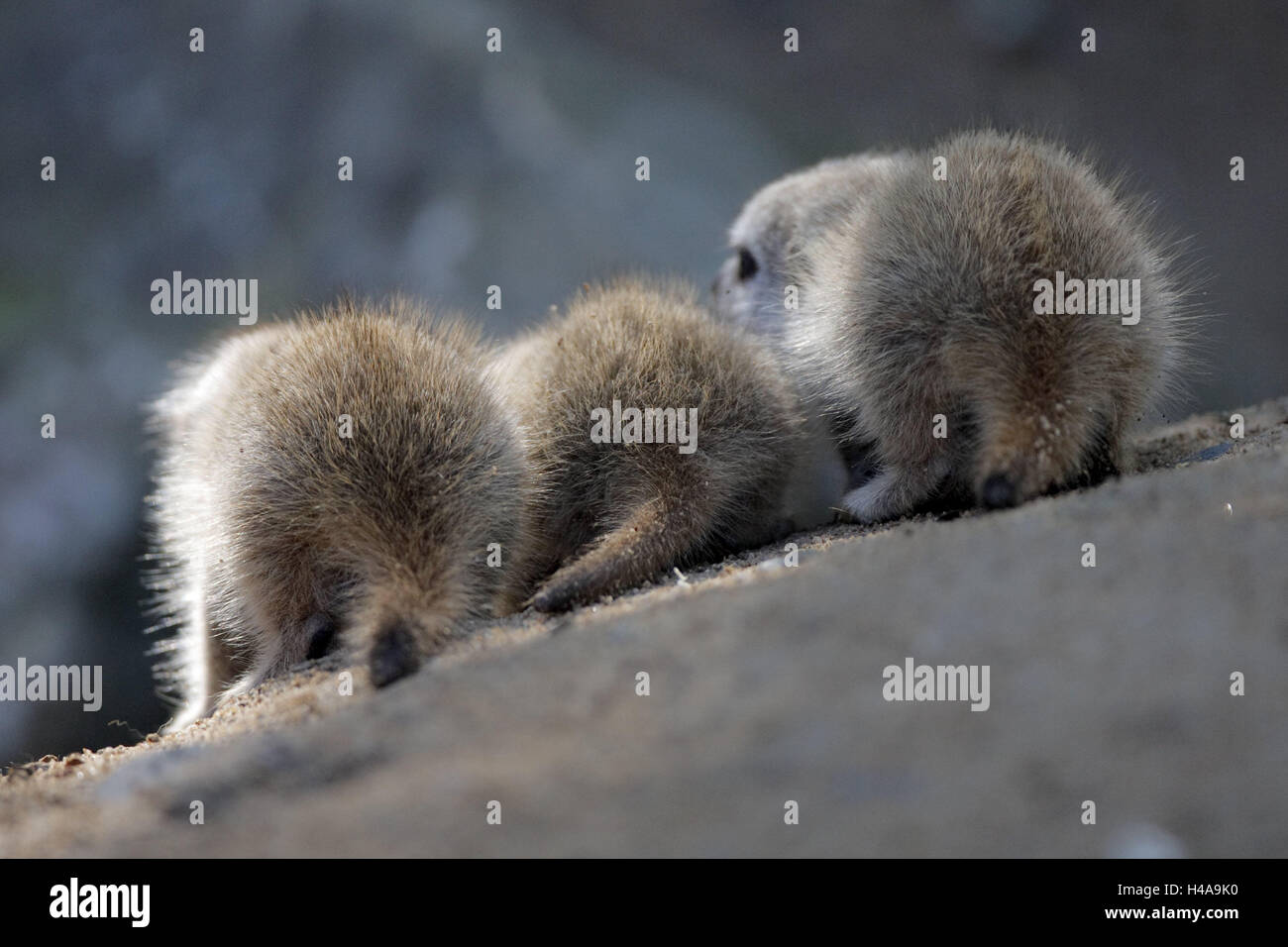 Earth little men, Suricata suricatta, young animals, three, back view ...