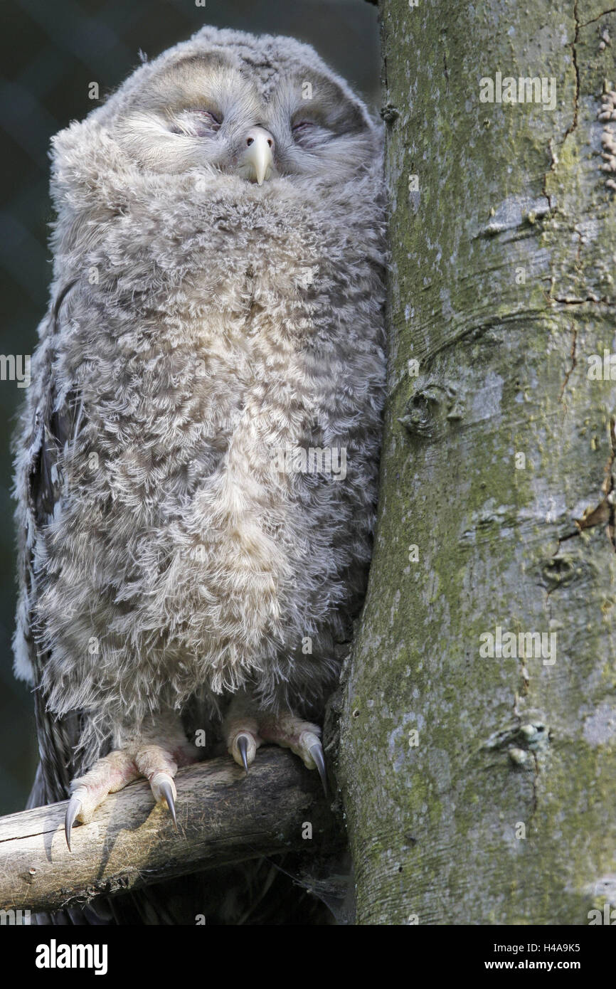 Ural owl, Strix uralensis, cub, sleeping, tree trunk Stock Photo - Alamy