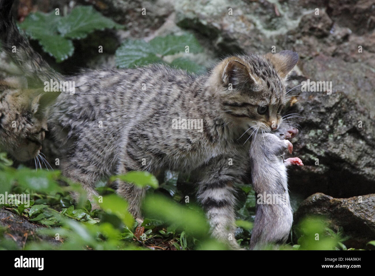 Wood, wildcats, Felis silvestris, young animals, hunt, prey, rat, carry ...