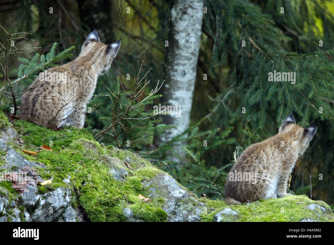 Wood, Eurasian lynx, Lynx lynx, young animals, two, sit, back view ...