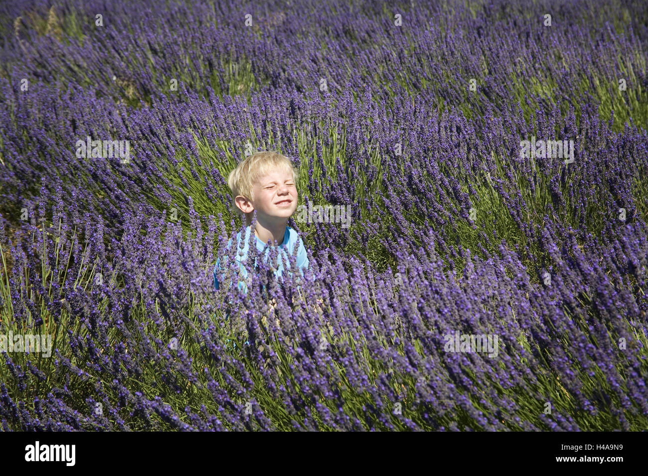 Lavender field, boy, sit, enjoy portrait, field, cultivation, lavender ...