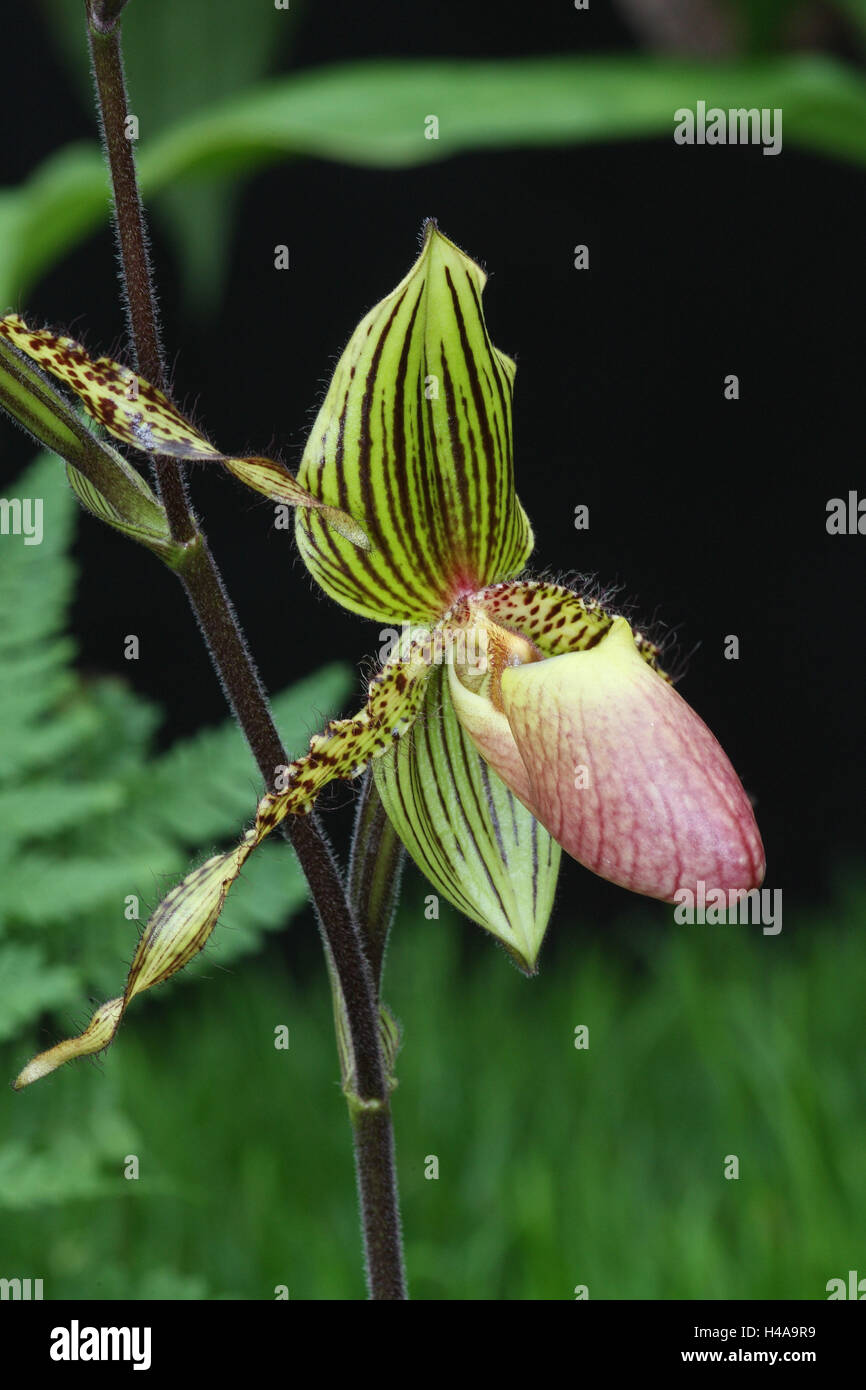 Orchid blossom, Paphiopedilum rothschildianum Stock Photo - Alamy