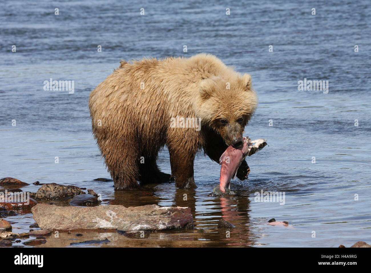 Riverside, Grizzly, young animal, salmon, mouth Stock Photo - Alamy