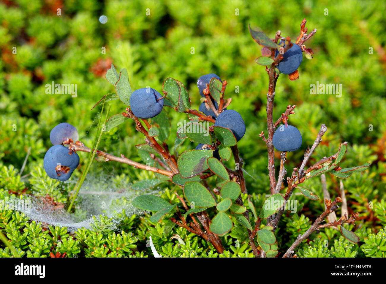 Moss plant hi-res stock photography and images - Alamy