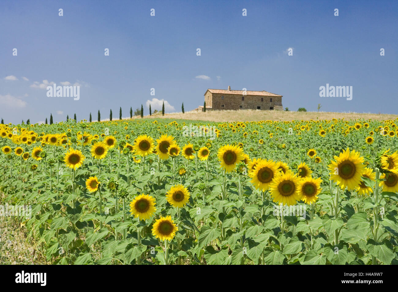 Italy, Tuscany, scenery, hill, farmhouse, sunflower fields Stock Photo ...