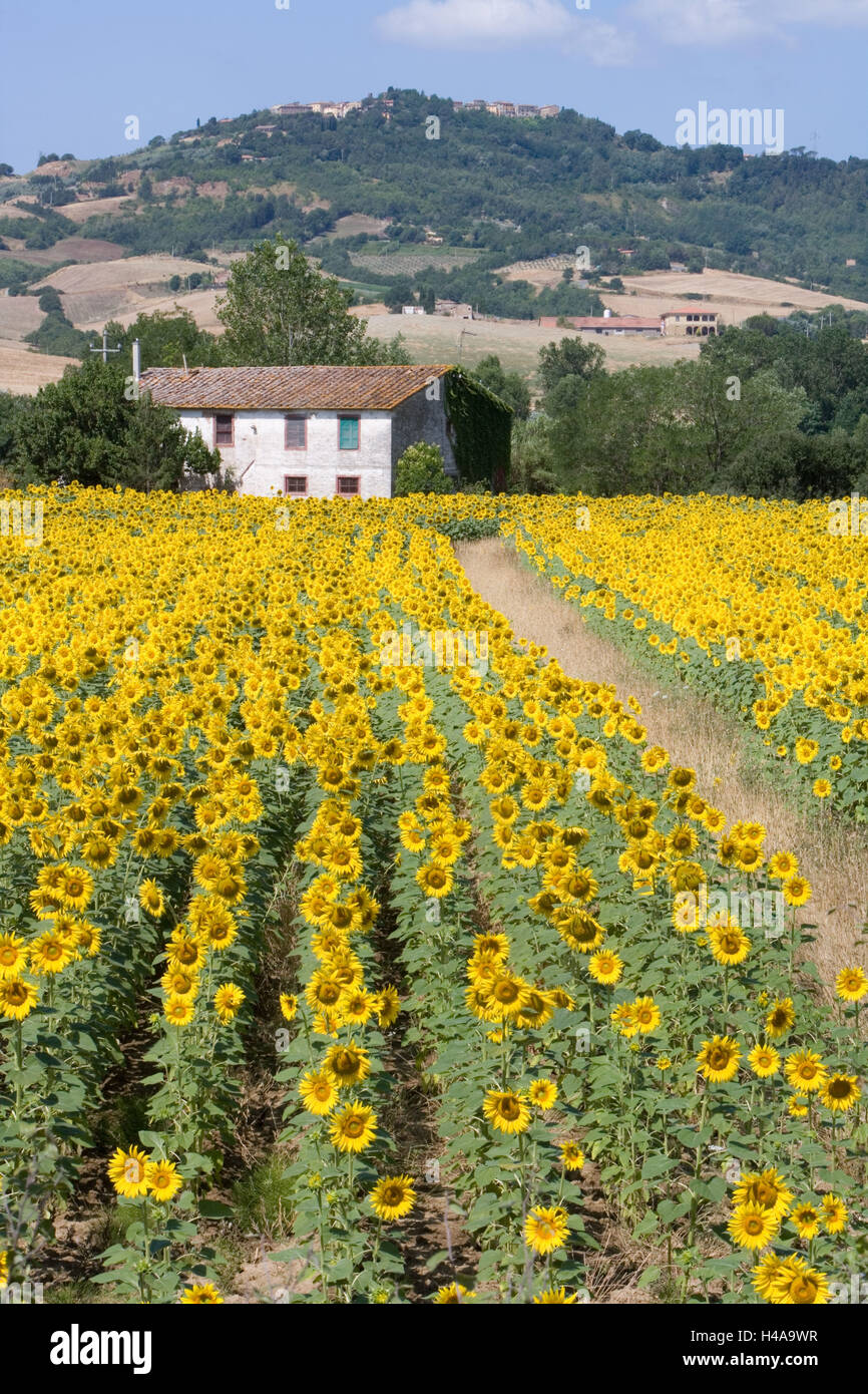 Italy, Tuscany, Maremma, sunflower field, farmhouse Stock Photo - Alamy