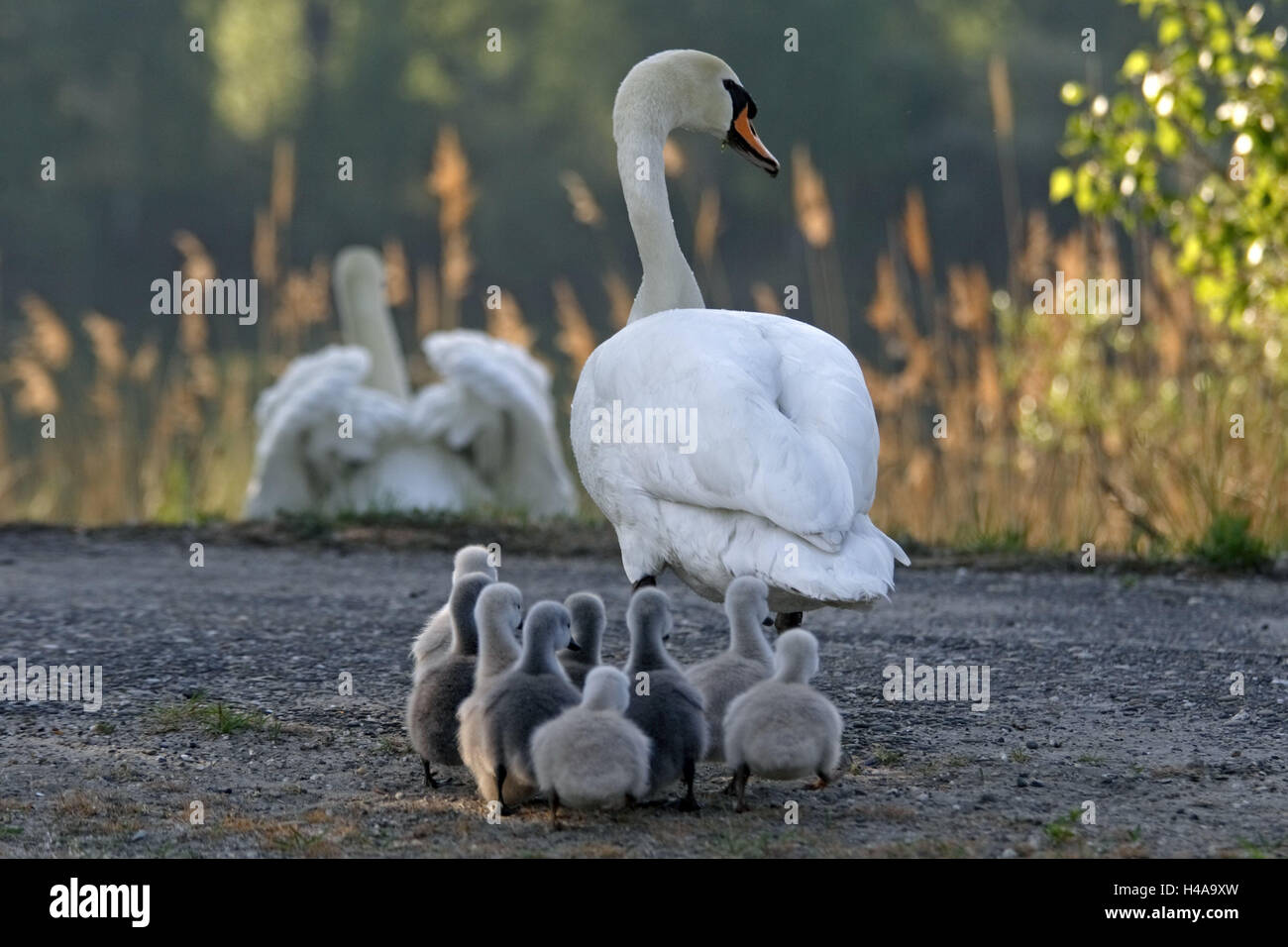 Lakeside, hump swans, Cygnus olor, mother animal, young animals, back ...