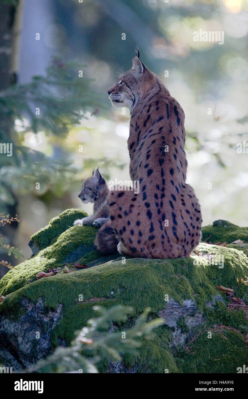 Forest, Eurasian lynx, Lynx lynx, mother animal, watchfulness, young ...