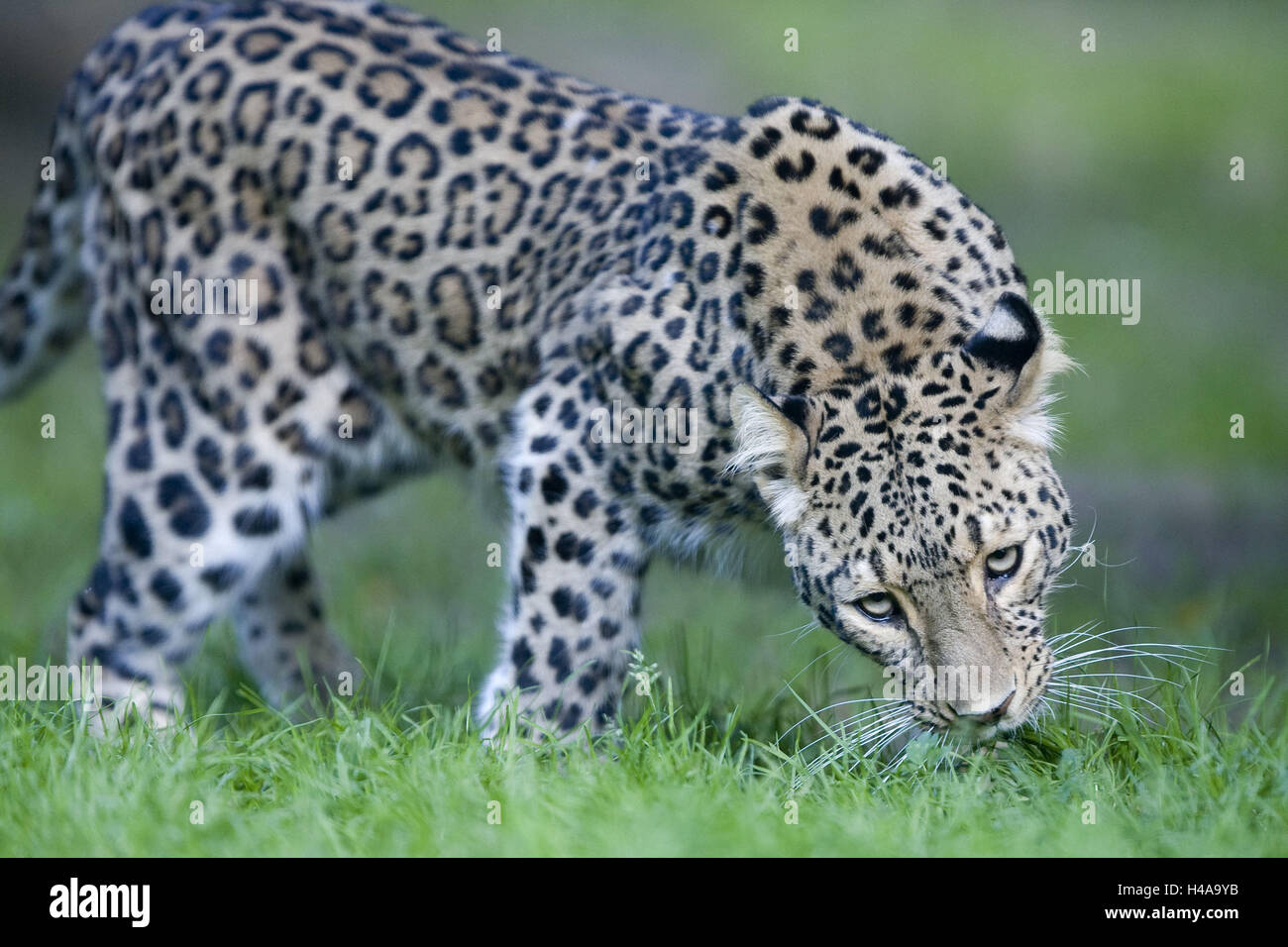 Persian Leopard In Wild